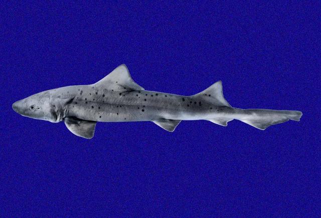 Triakis maculata Kner & Steindachner, 1867